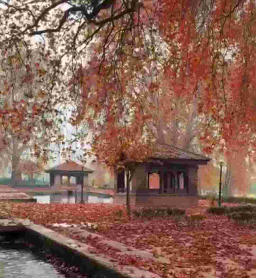 Autumn in Kashmir 2025: Chinar Leaves Turn the Valley into a Golden ...